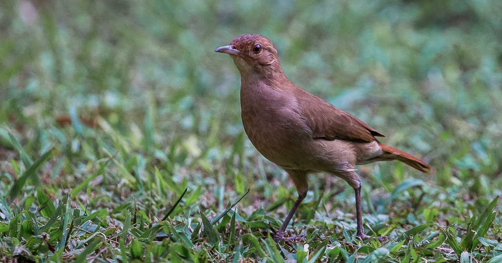 HORNERO COMUN - Furnarius Rufus | Observatorio de la Naturaleza