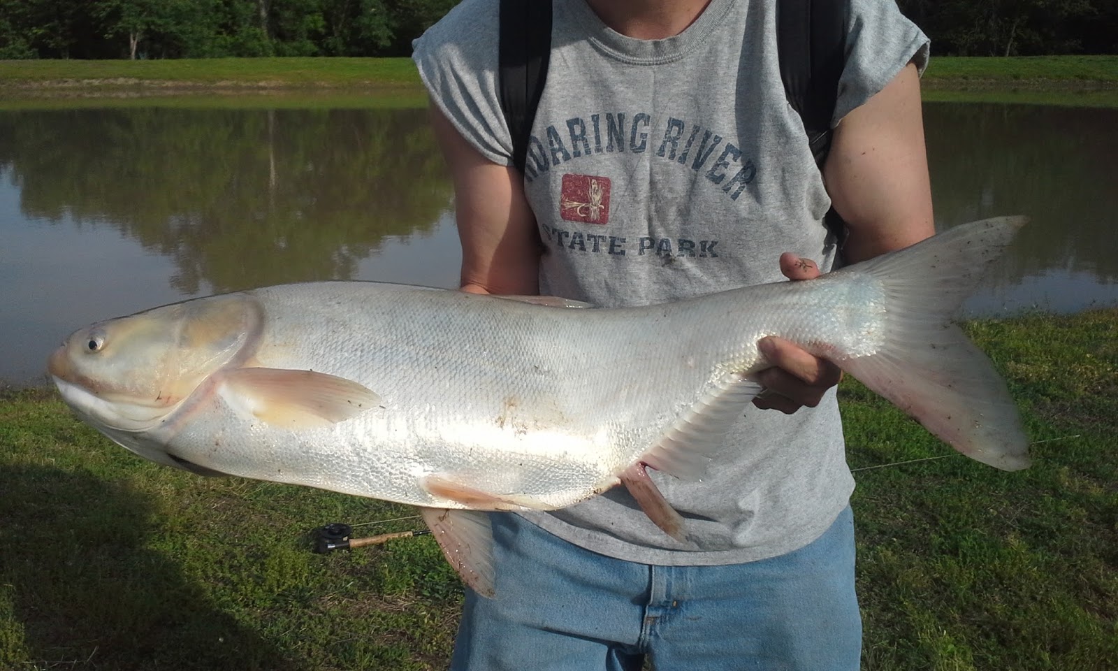 The Show Me Fly Guy: BIG Asian Carp