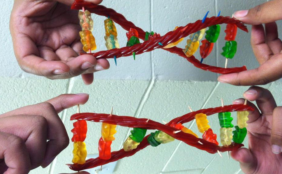Medical Laboratory and Biomedical Science: Candy DNA