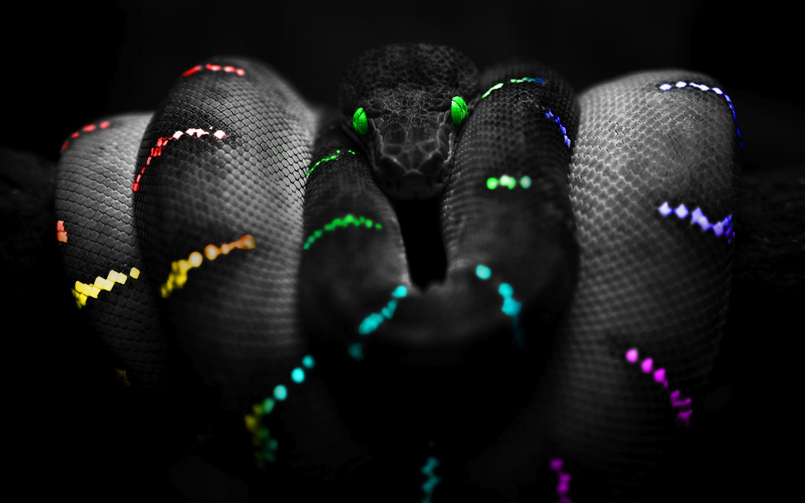 Snake Selective Color Photography HD Wallpaper HD Nature Wallpapers ...