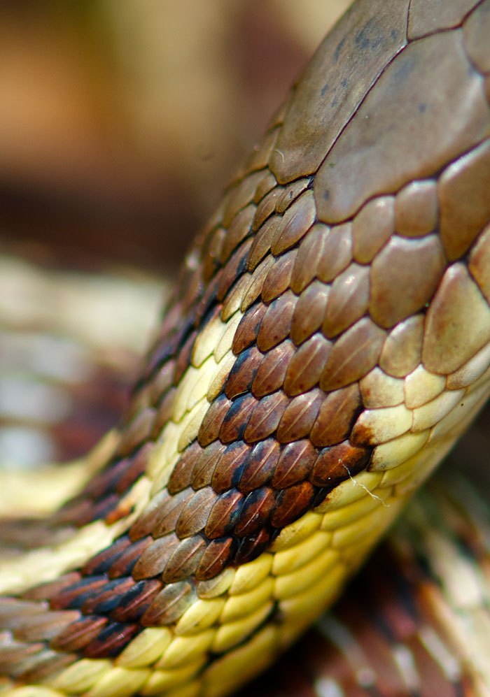 Red and the Peanut: The beauty of a Garter Snake's scales...