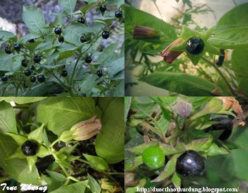 Vuon Duoc Thao: Cà Dược Ấn - Indian Belladonna