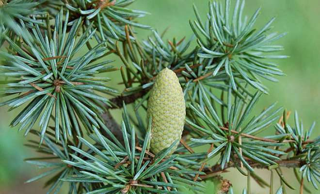 Cedrus Atlantica 'Glauca Group' Plants | Garden How