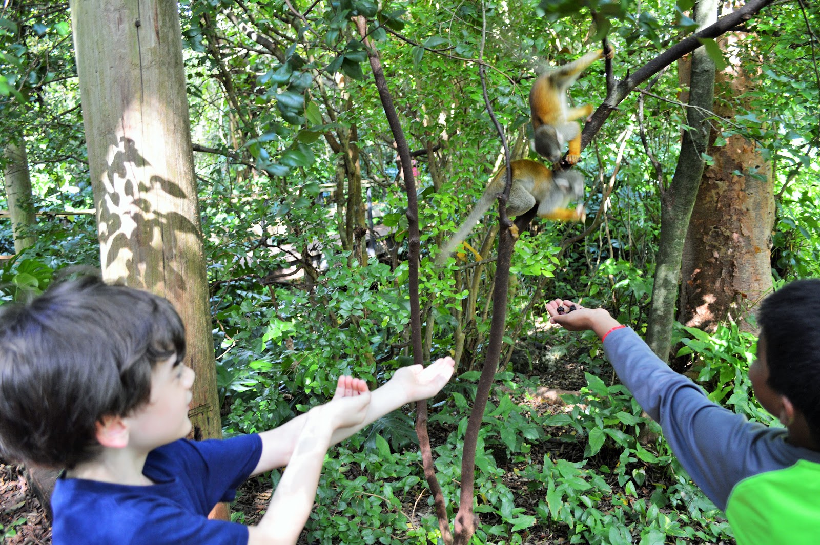 The Hermit Crabs Homeschool: Primate Rain Forest