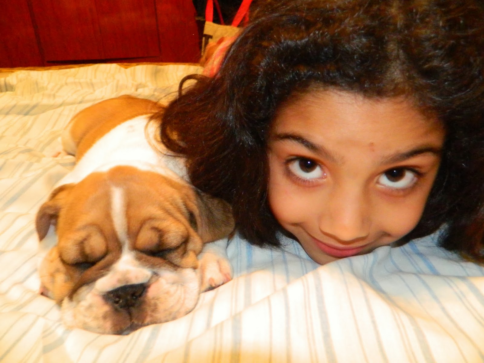 Itzia Yatail bull: ANASARCA