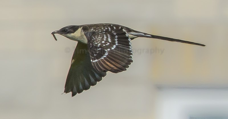 Colyton Wildlife: Great-spotted Cuckoo - Bird in Flight shots