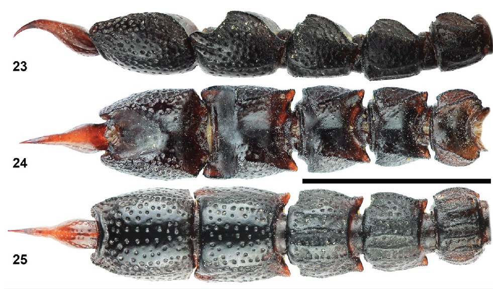 The Scorpion Files Newsblog: A review of the genus Orthochirus from Asia