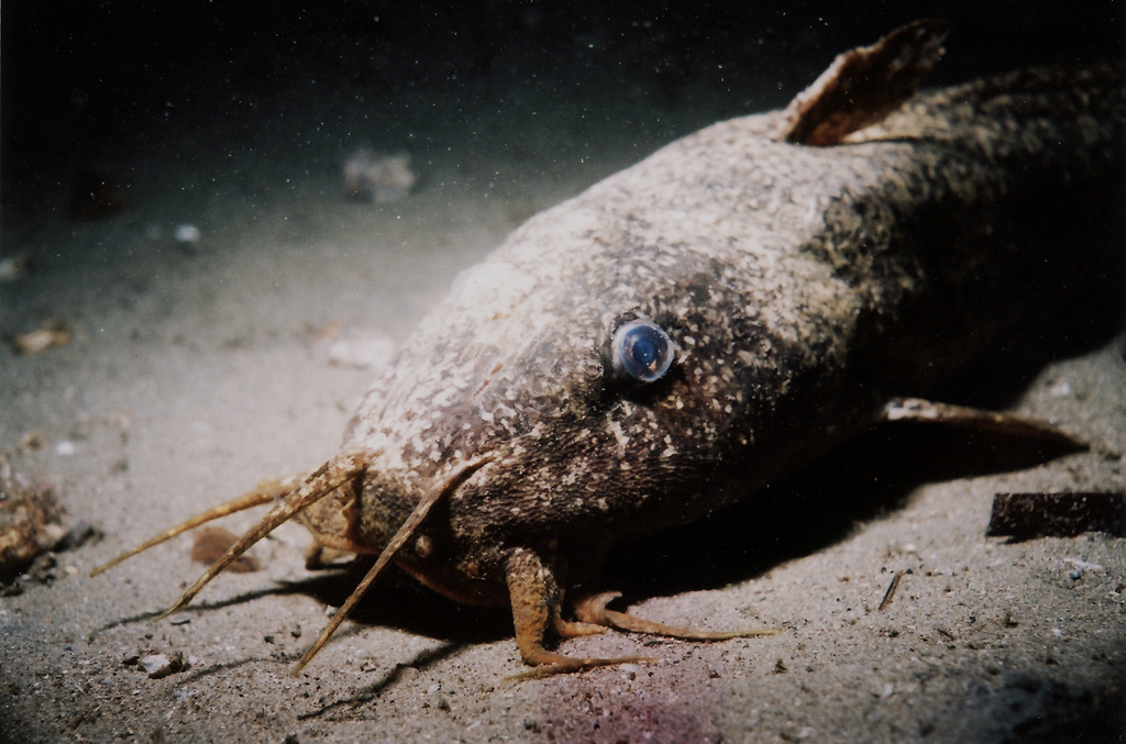 AQUATICHYK: ESTUARY CATFISH / Cnidoglanis macrocephala