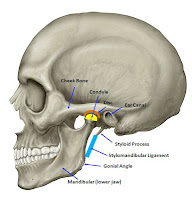 TMJ or Temporo Mandibular Joint