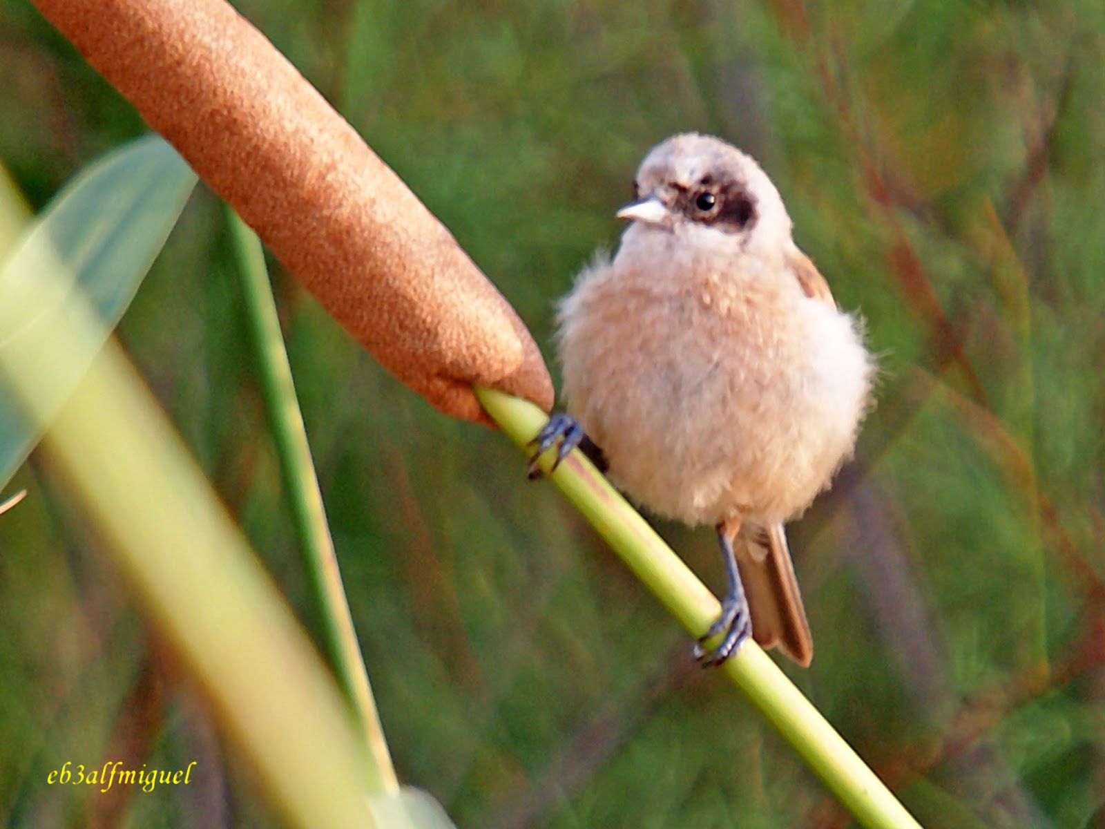 Miguel fotografia: Pájaro moscón (Remiz pendulinus)