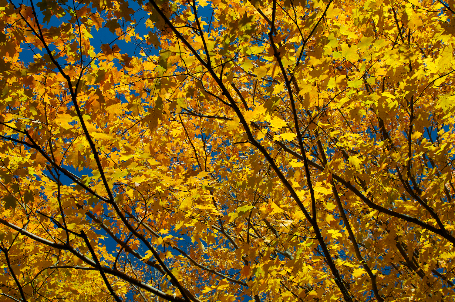 Photography in my Life: One Tree, 4 Different Views