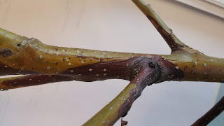 Diagnosing and Managing Fruit Tree Trunk Injuries