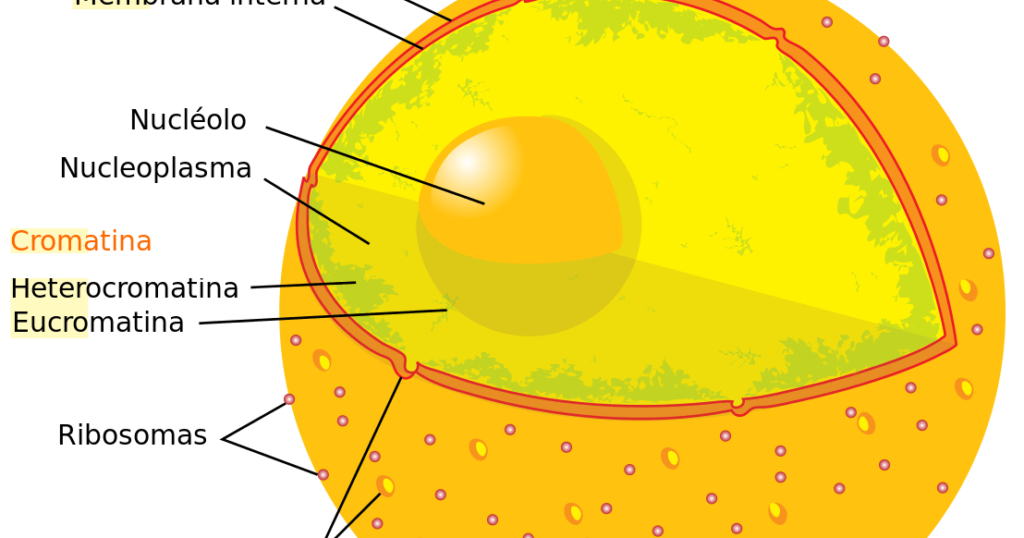 Aprendo fácil BIOlogía: Video NÚCLEO CELULAR