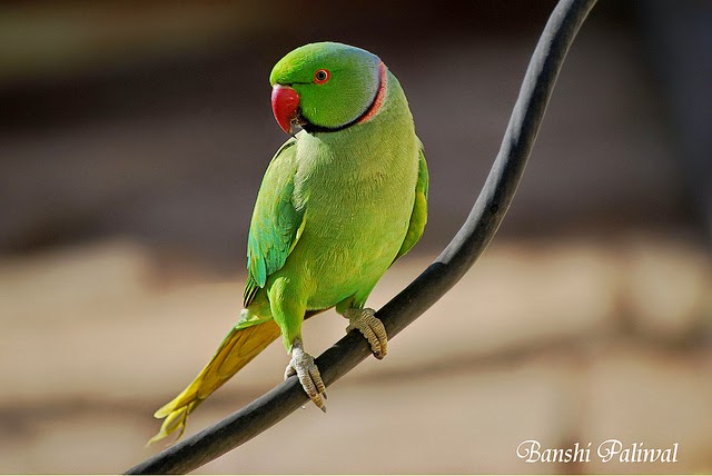 Birds Pigeons Pakistan: Parrot bird