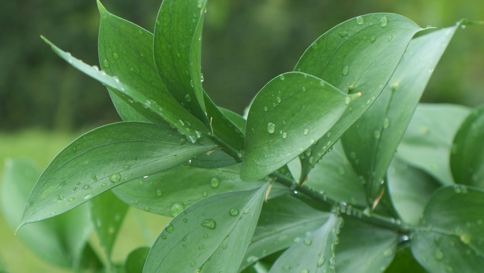 GREENS GROUP COLOMBIA: EXPORTAMOS FOLLAJES (RUSCUS ISRAELI PREMIUM ...