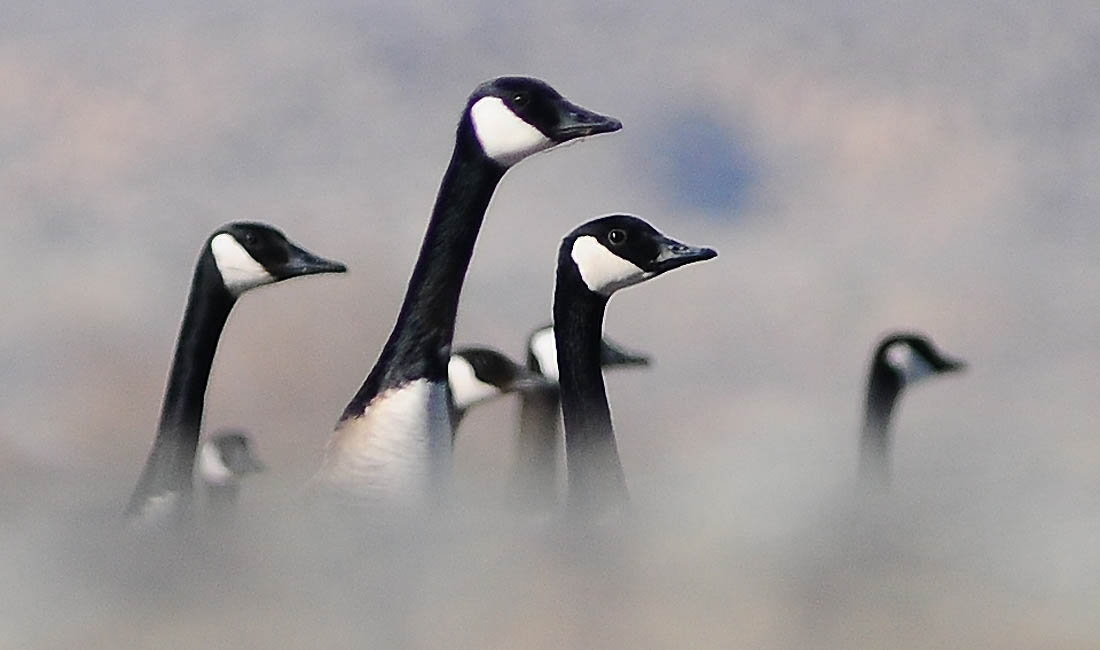 Wyoming Photos: Canada geese