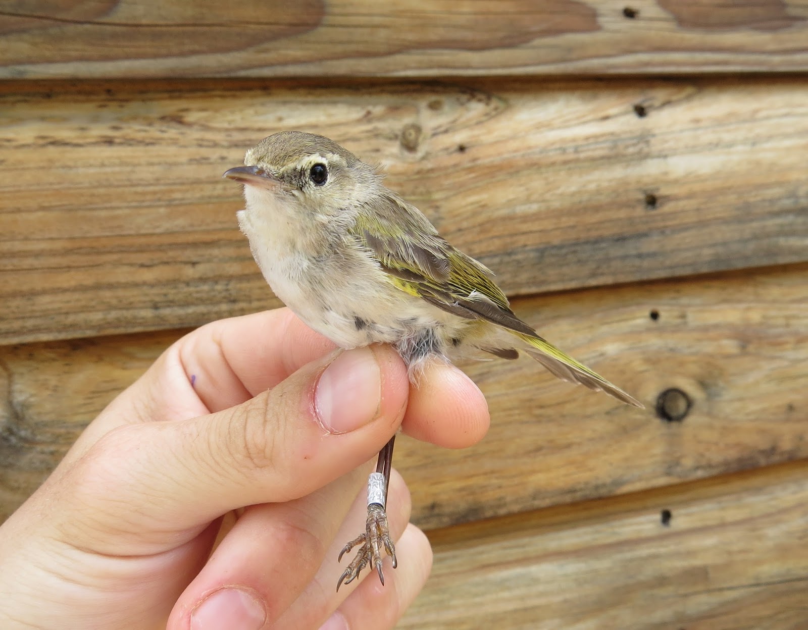 Asociación Aegithalos: 4º Jornada PASER en El Borbotón
