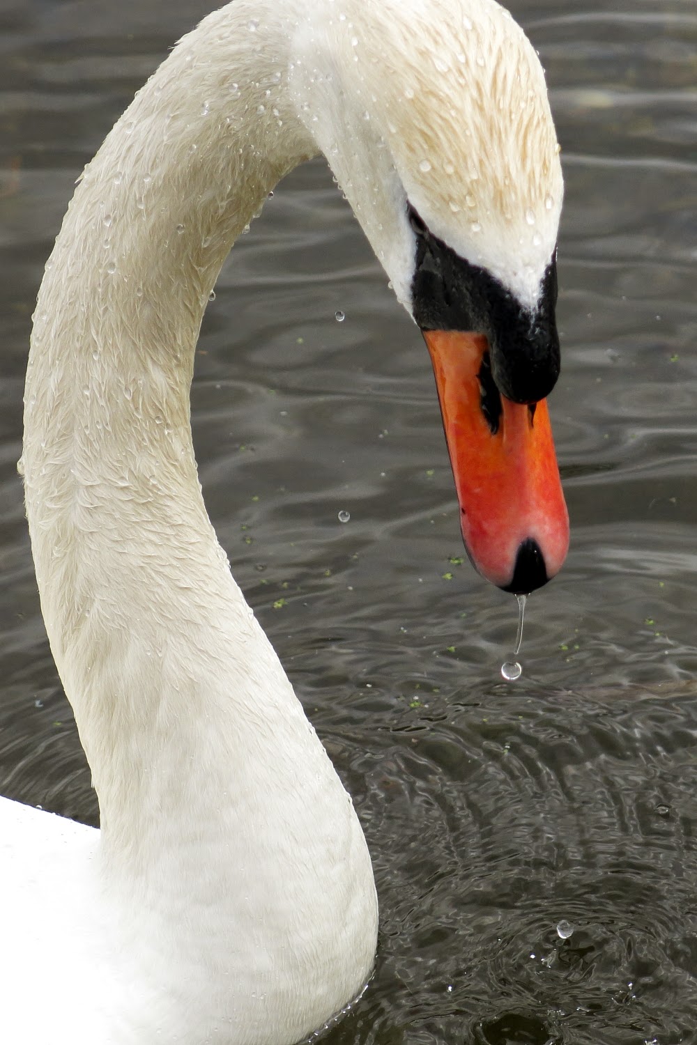 Norman & Norma - A Swan Love Story