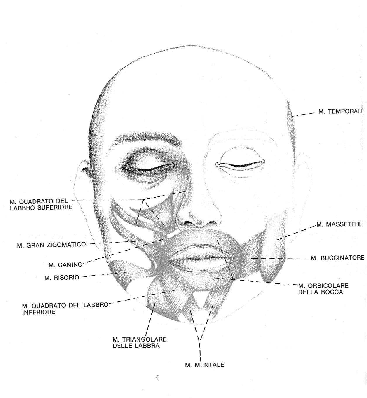 CON IL CORPO VIVO : CORPO ANATOMICO: CRANIO E FACCIA
