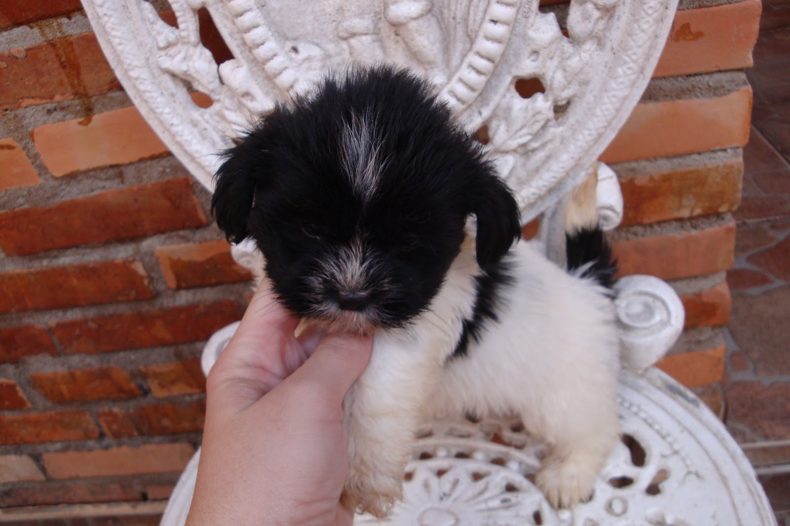 Cau e Giu Lindos Filhotes de BH: LINDA MINI FÊMEA DE LHASA APSO