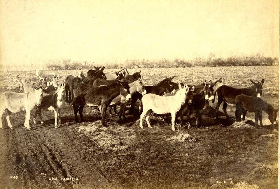Cruce de los Andes. San Martin solicita aparejos forrados para proteger ...