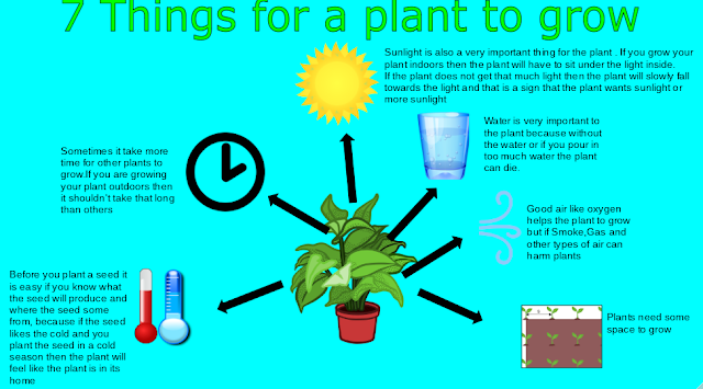 Maraea @ Papakura Central School: 7 Things for a plant to grow