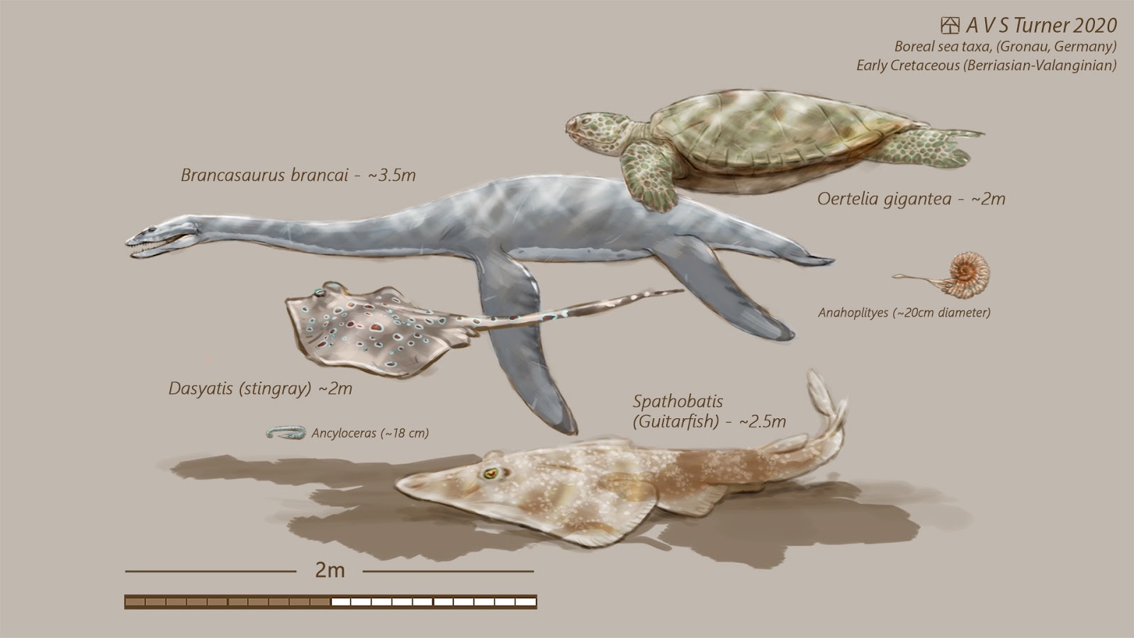 Cretaceous Sea Animals