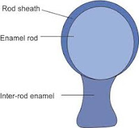 Tooth Enamel- Composition, Properties, Structure and Functions