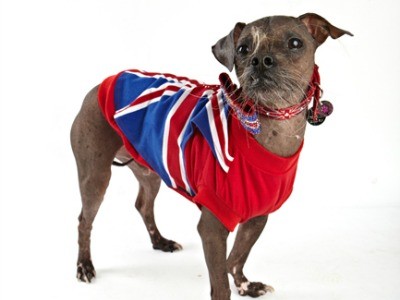 The dog in world: Ugly Mugly Wins Ugliest Dog Contest