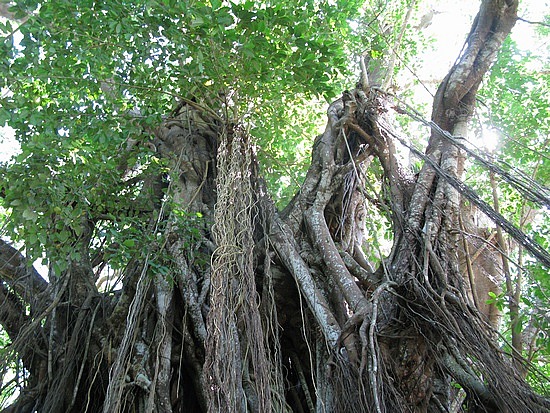 Old Enchanted Balete Tree: Old Enchanted Balete Tree
