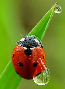 LOS INSECTOS: LOS INSECTOS.