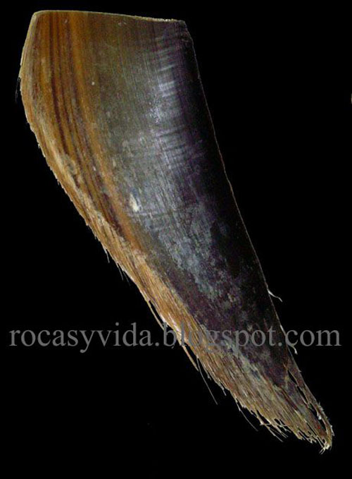 Rocas y vida. Notas de un naturalista.: Barbas de ballena.