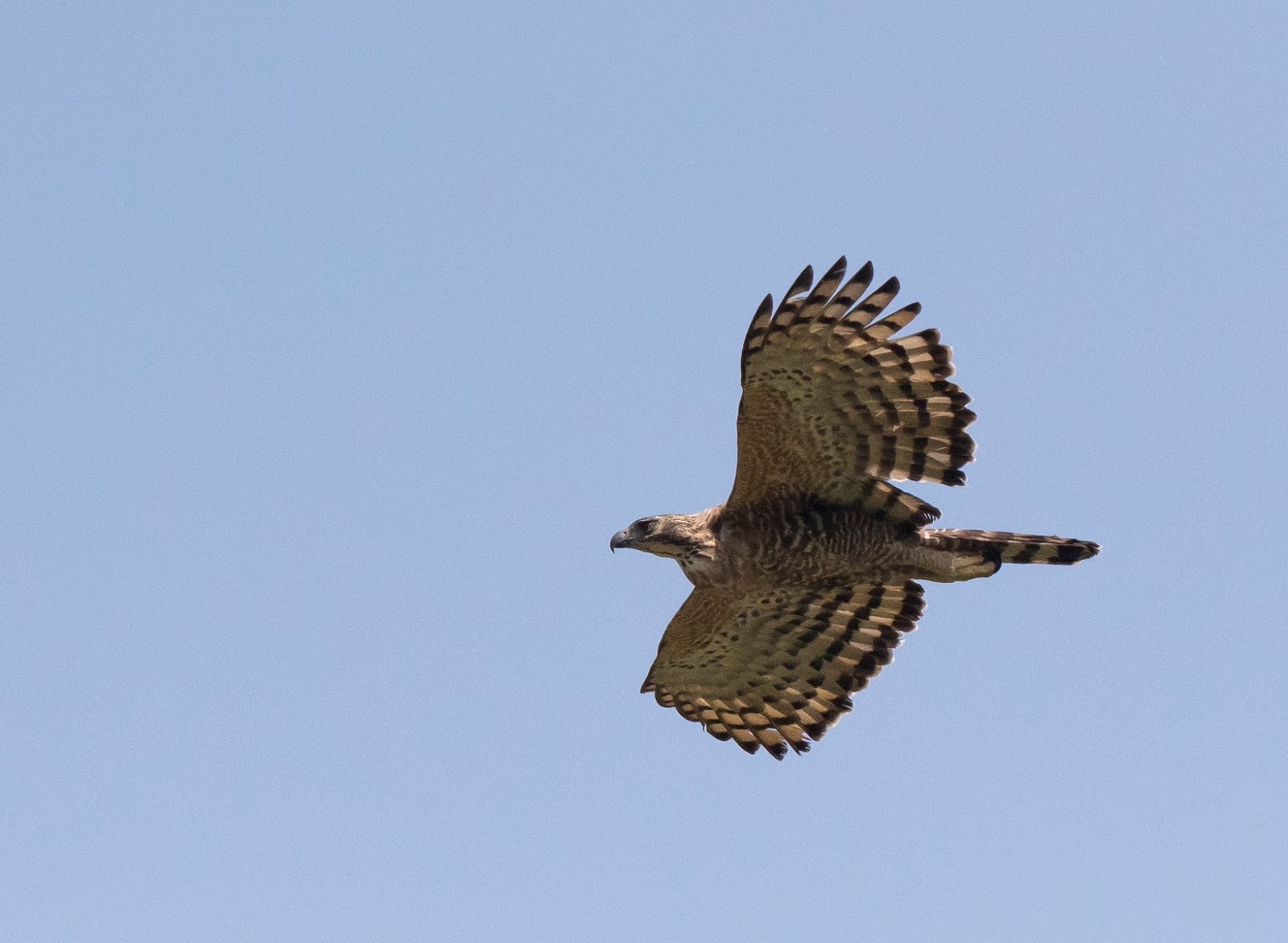 Getting to know birds: Legge's Hawk Eagle