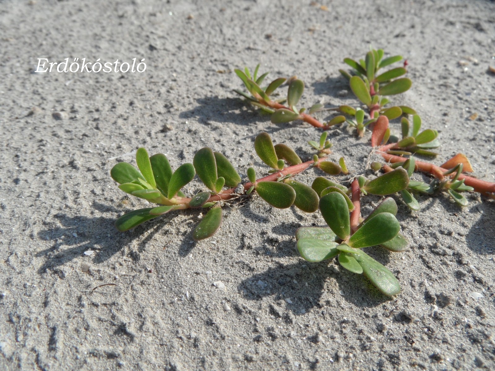Kövér porcsin (Portulaca oleracea) az ehető gyom, de annál sokkal több ...