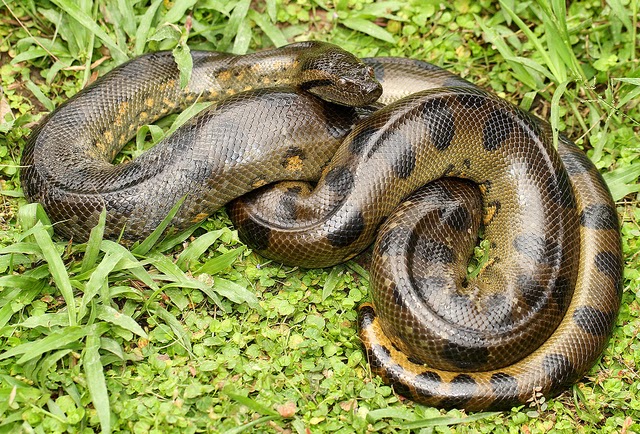 Wings & Fangs Conservation Trust: World's Largest Snake : Anaconda