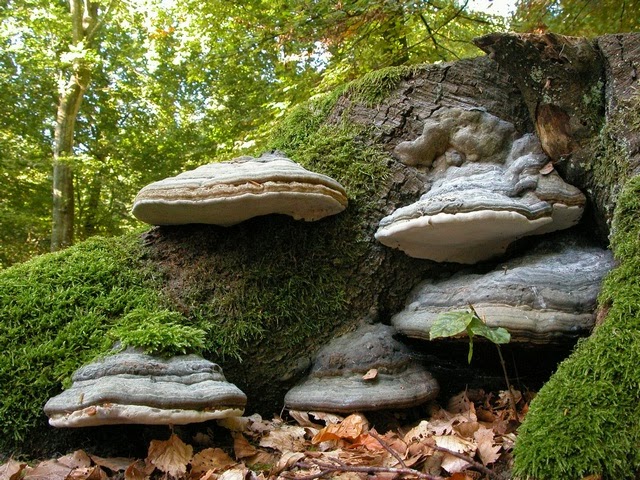 Iasca (Fomes fomentarius) | Ciupercomania, totul, cu si despre ciuperci