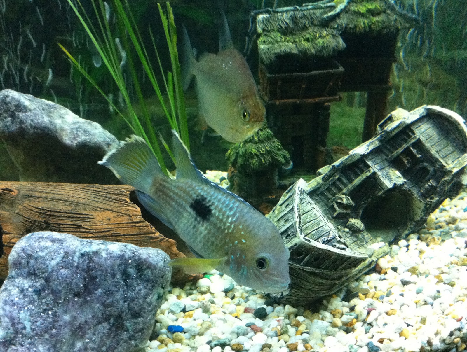FISH EMPIRE: Green Terror Cichlid (Aequidens Rivulatus) Fish Profile