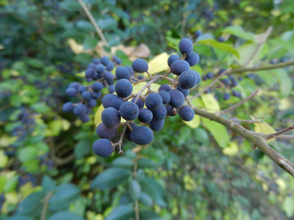 Sizzling Indian Recipes.....: 2013