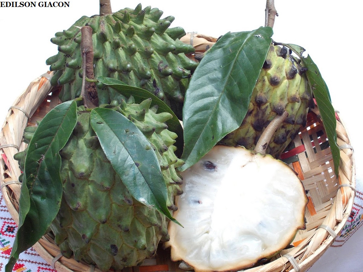 Viveiro Ciprest - Plantas Nativas e Exóticas: Fruta do Conde ou Beribá ...