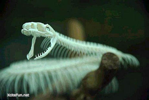 Foto foto tulang ular yang luar biasa | BOMBA DOT COM