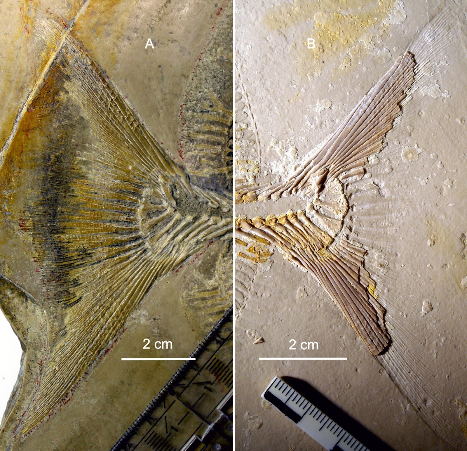 Species New to Science: [PaleoIchthyology • 2020] Thiollierepycnodus ...