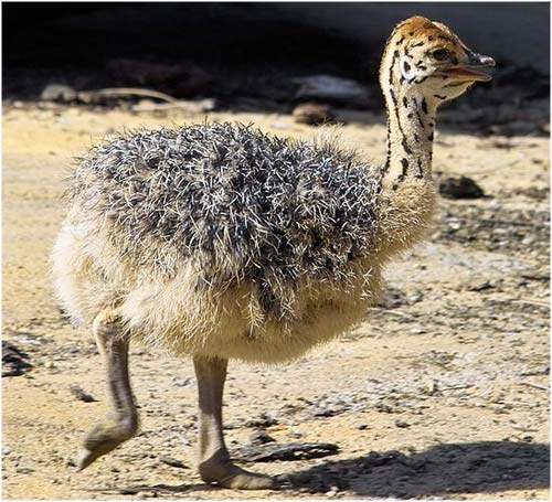 BIODIVERSIDAD: Animales