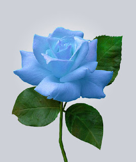 World's First True Blue Roses Naturally ~ Artline : Feel The Creation!