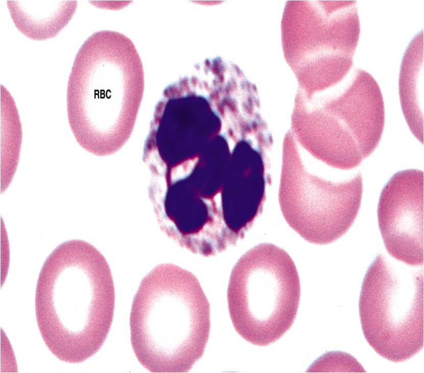 Kimeni's Blog: Darah