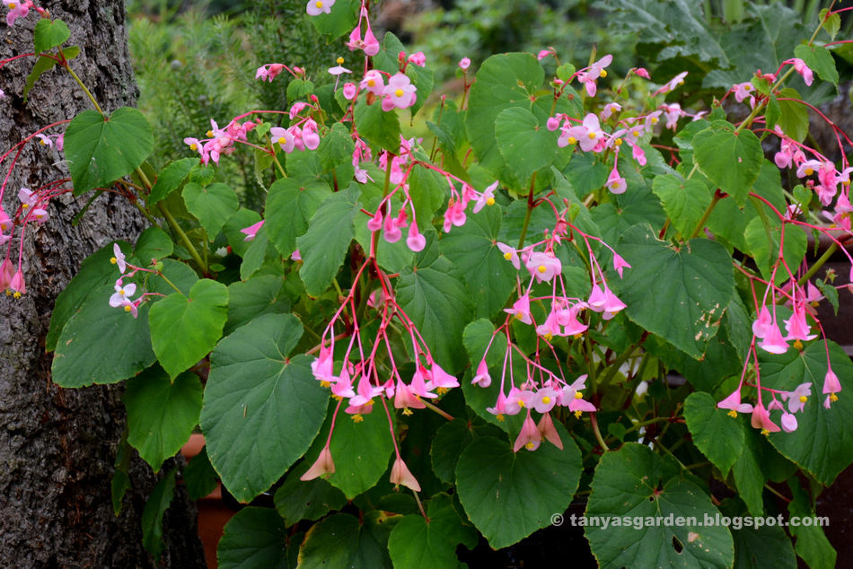 MySecretGarden: Fall Garden Snaps