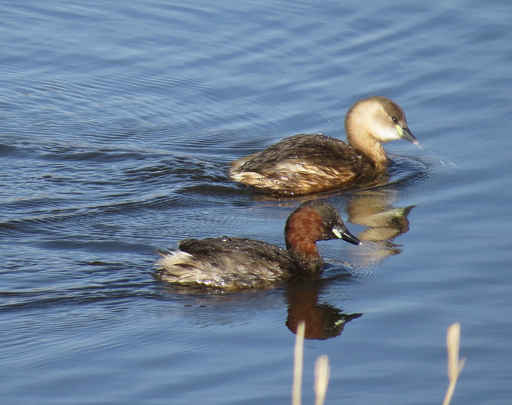 CAMBRIDGESHIRE BIRD CLUB GALLERY: Little Grebe