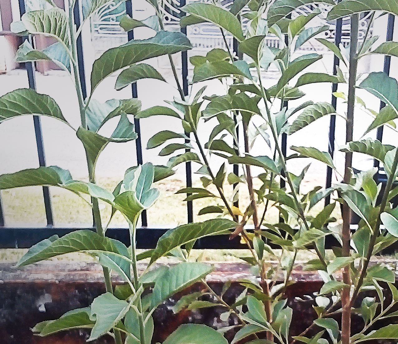 Pokok Sambung Nyawa Adalah Pokok Bismillah