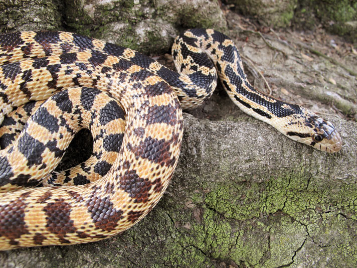 Snakes of around the world: Gopher Snake