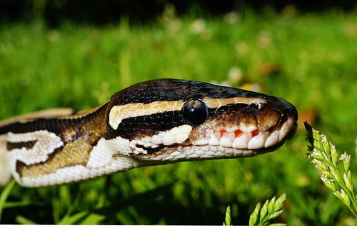 Print In Python print-in-python