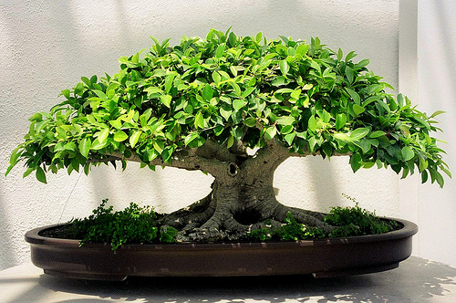 Ficus Bonsai Care. | The Ancient Art of Bonsai